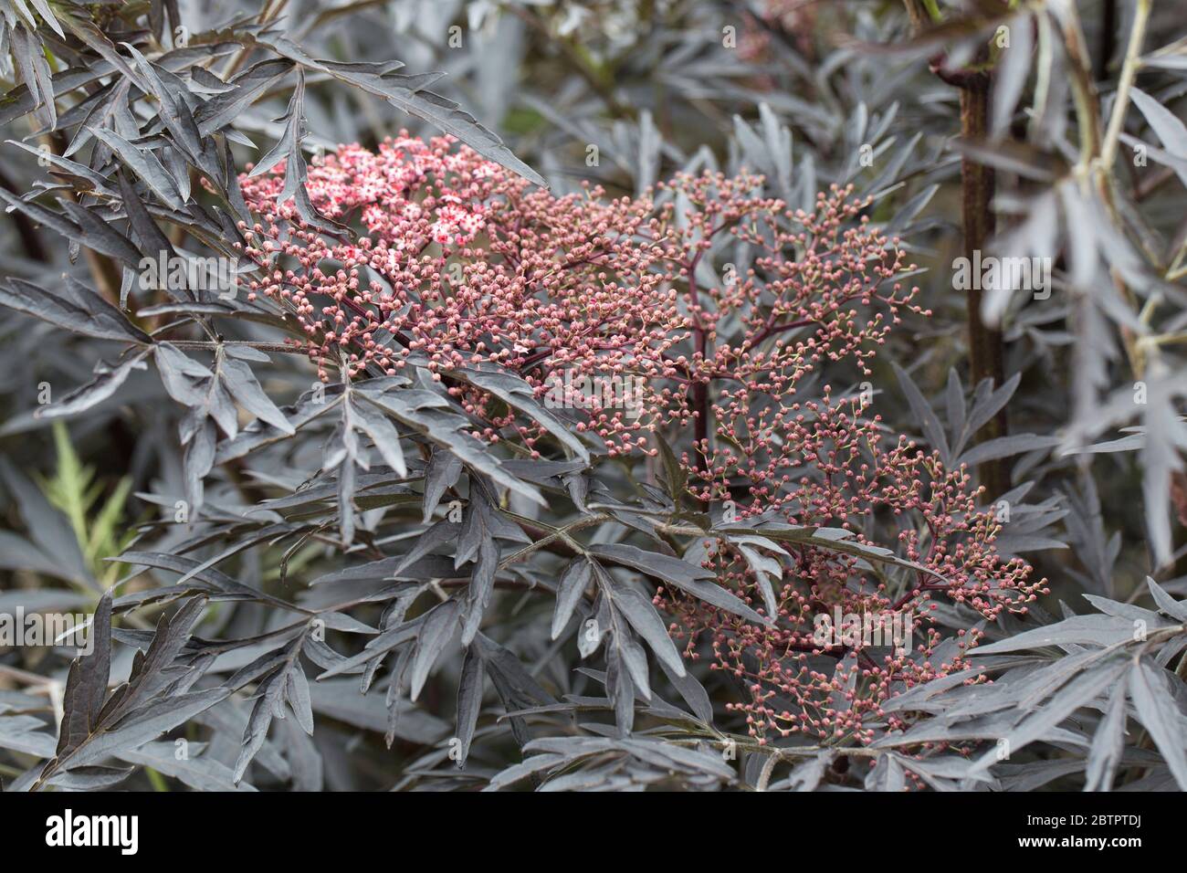 Sambucus nigra - black lace shrub Stock Photo - Alamy