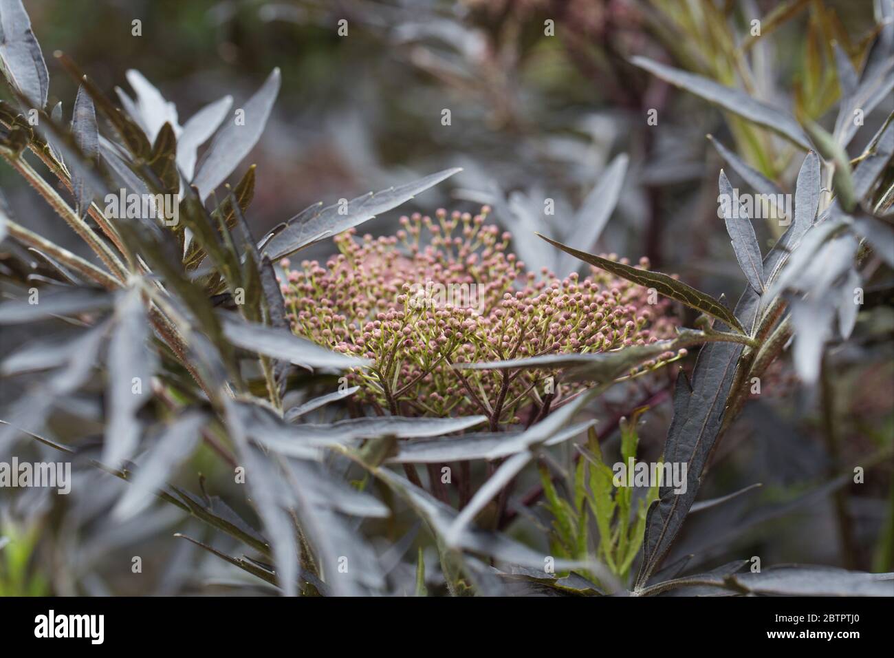 Sambucus nigra - black lace shrub Stock Photo - Alamy
