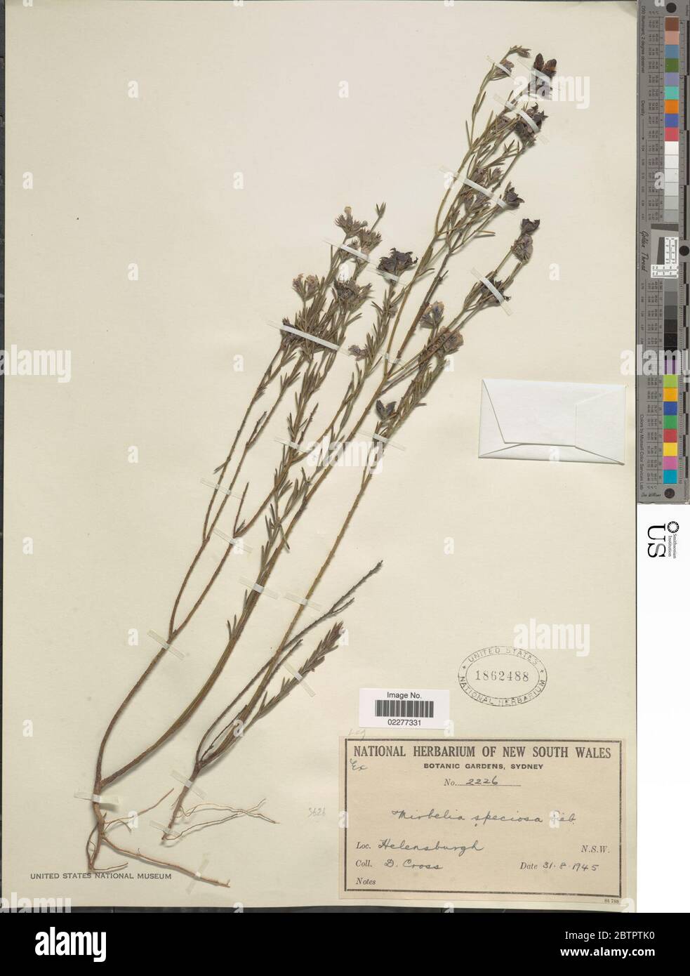 Mirbelia speciosa hi-res stock photography and images - Alamy