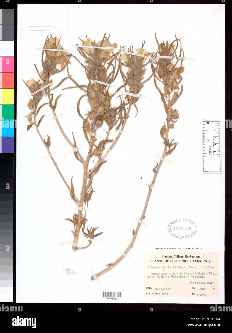 Confertiflora hi-res stock photography and images - Alamy