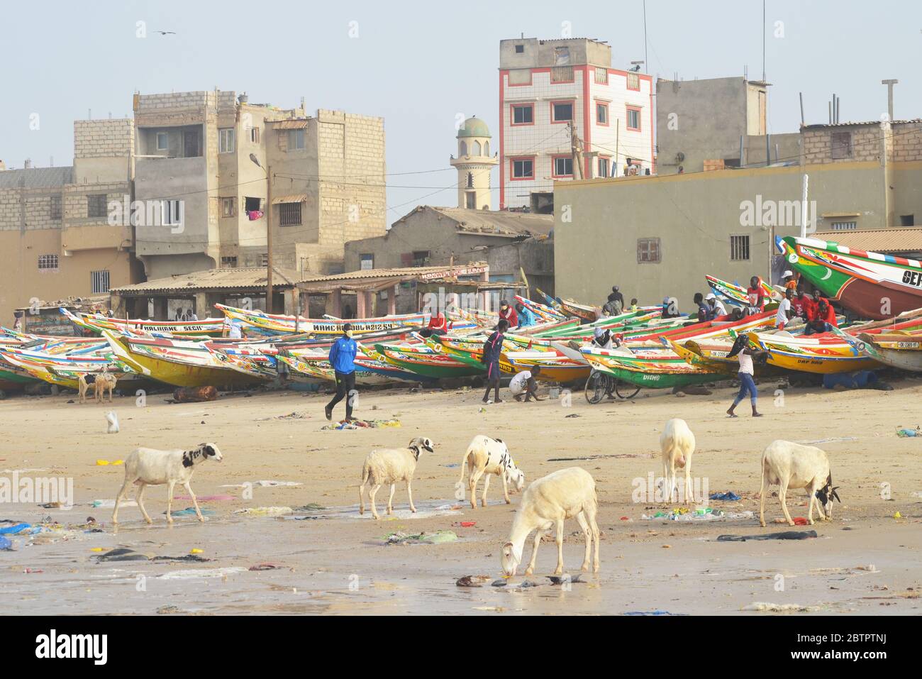 Senegal sheep not sahel not herder hi-res stock photography and images ...