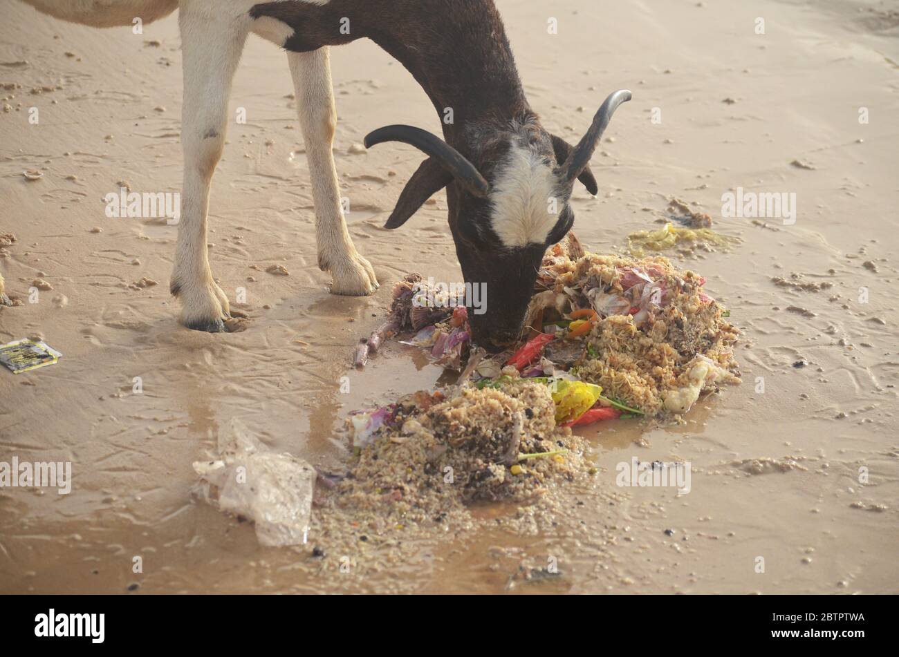 Sheep rummaging among the garbage in Yoff beach, a populous coastal ...