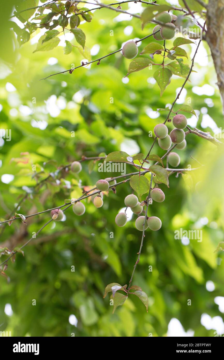 Ume plum tree hi-res stock photography and images - Alamy