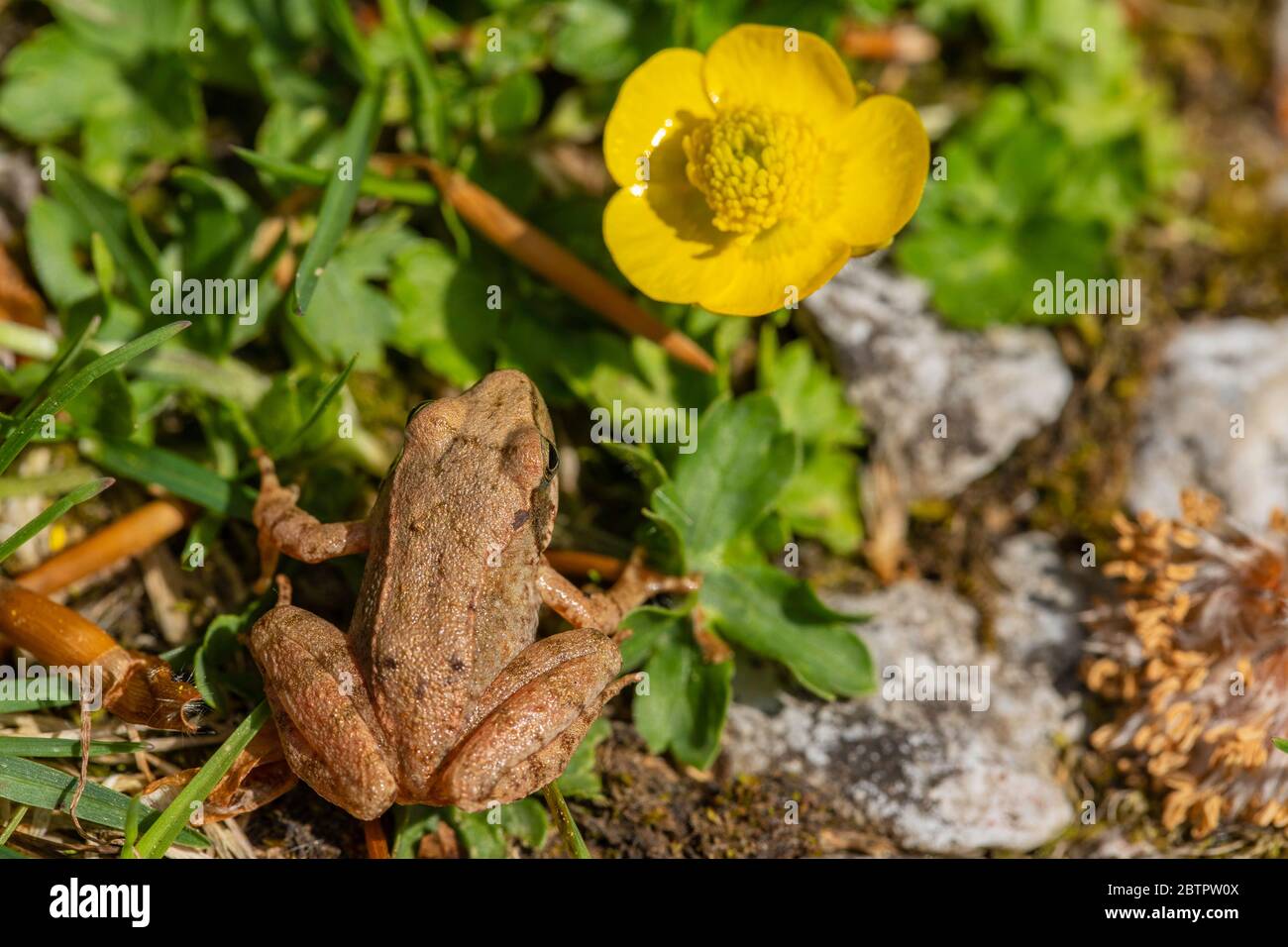 Biodiversity europe hi-res stock photography and images - Alamy