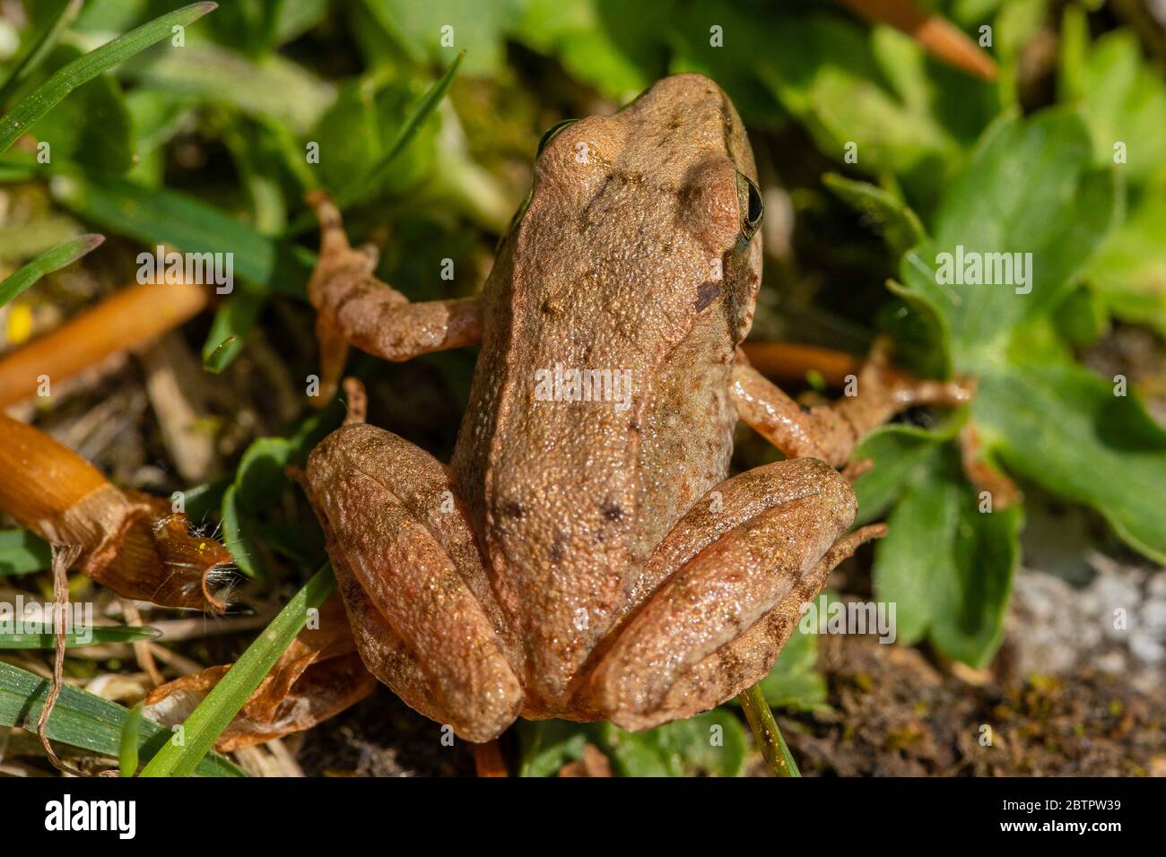 Juvenile common frog hi-res stock photography and images - Alamy