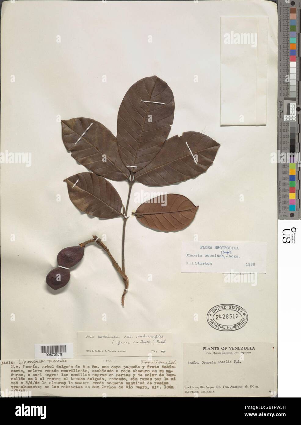 Ormosia coccinea Aubl Jacks Stock Photo - Alamy