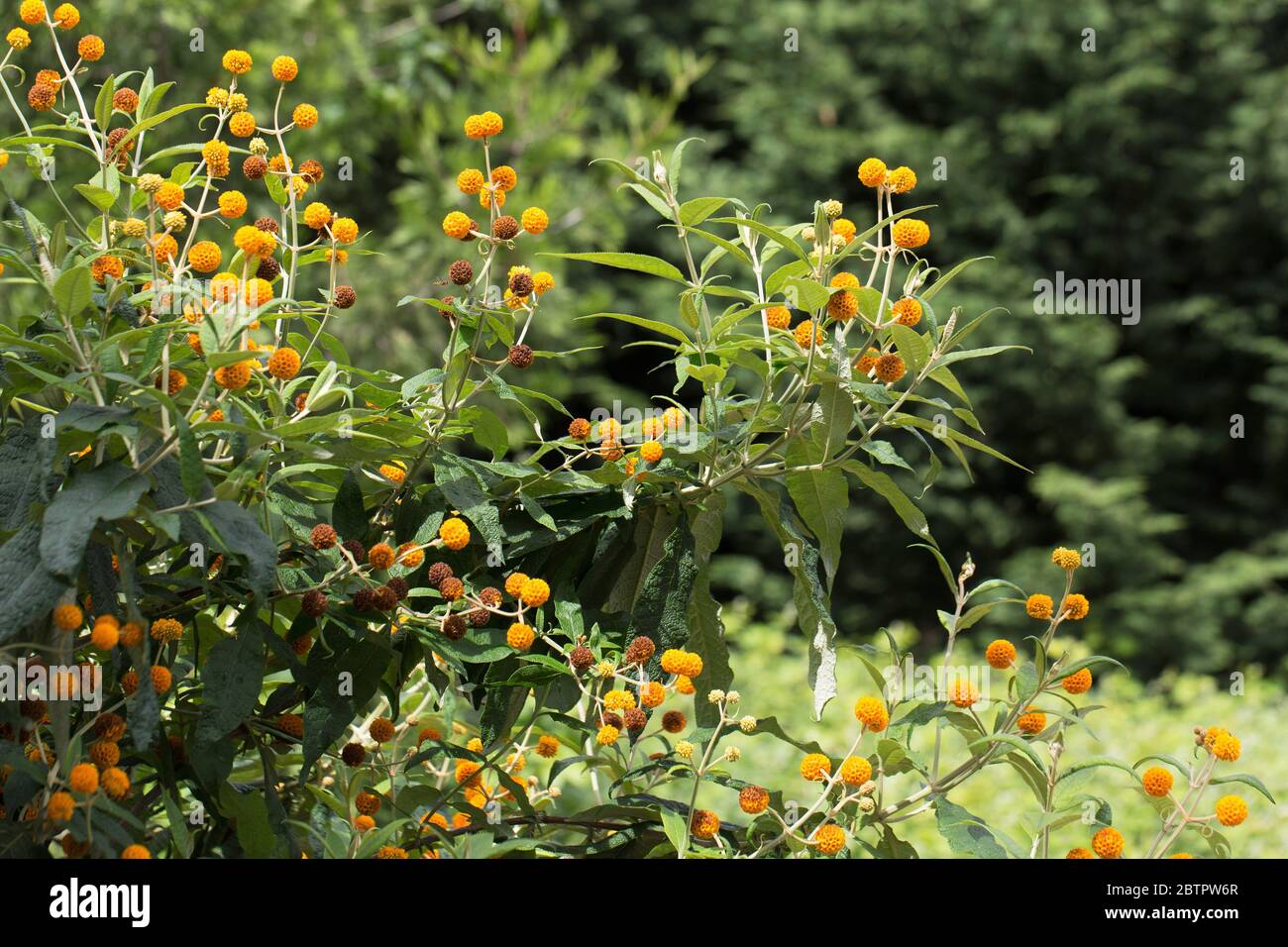 Buddleja globosa - orange ball tree Stock Photo - Alamy