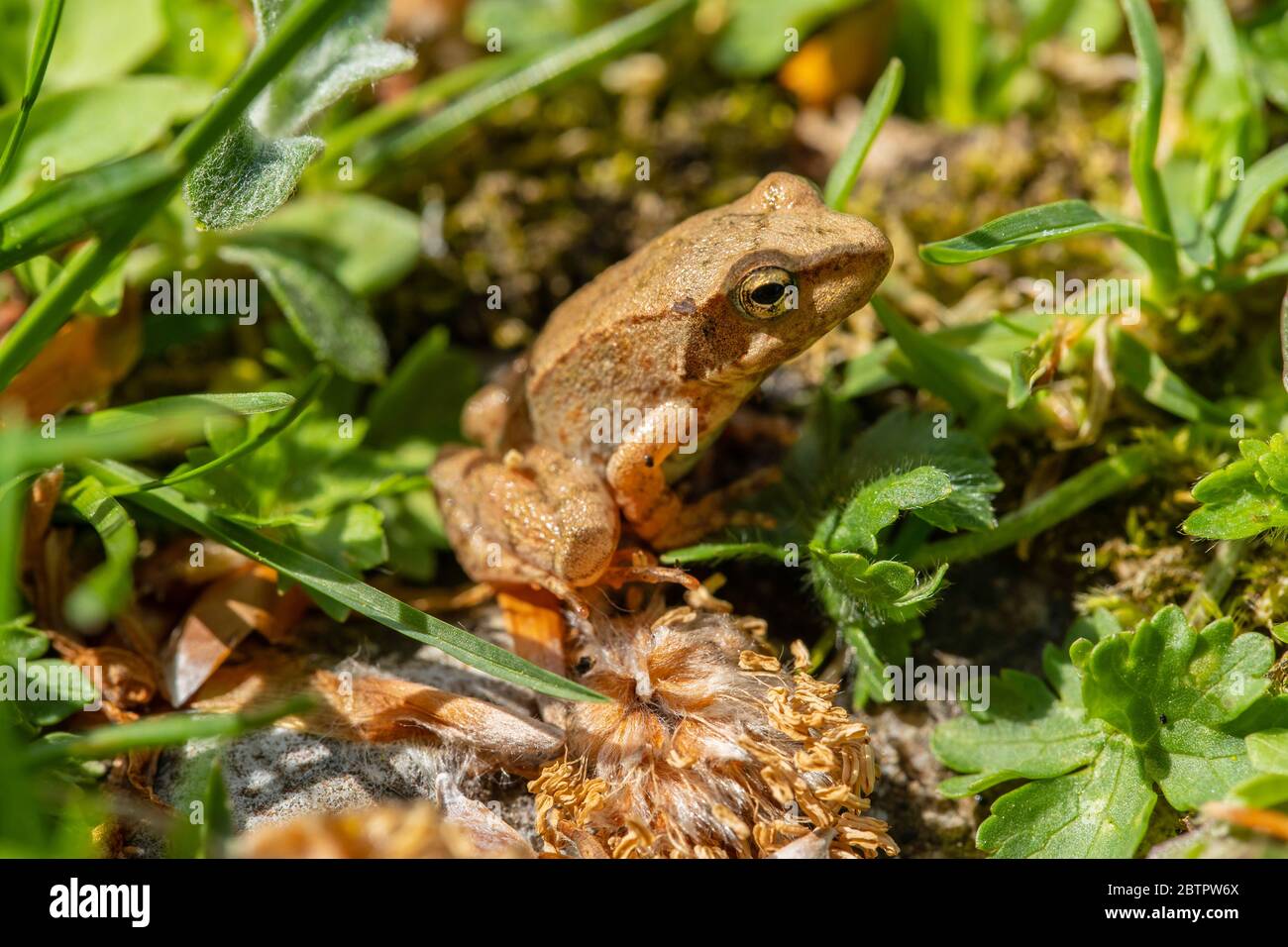 Rana frog hi-res stock photography and images - Alamy
