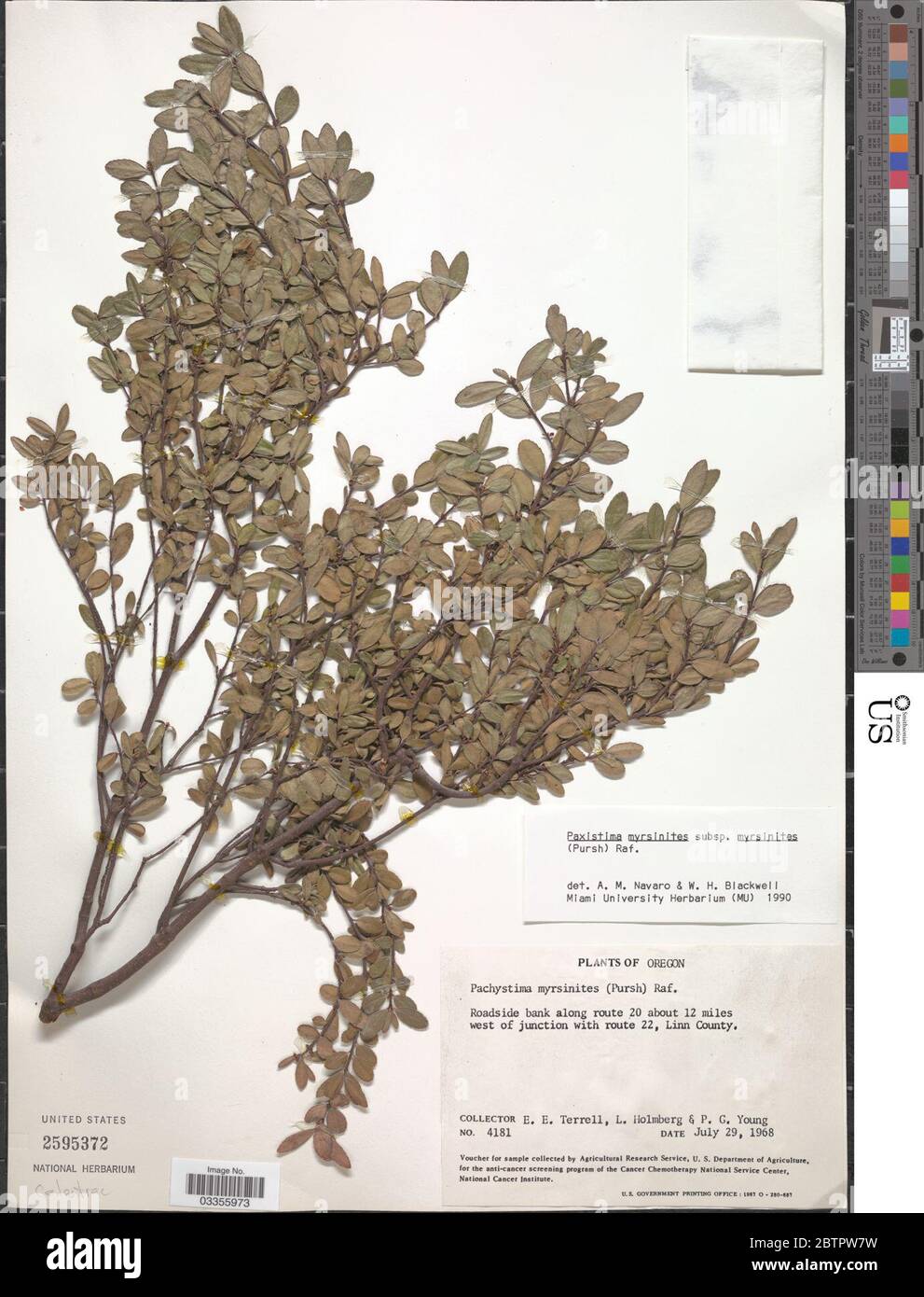 Pachystima myrsinites subsp myrsinites Stock Photo - Alamy