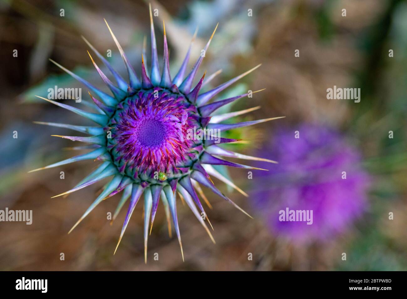 violet plant with spikes in contrast to the green background Stock ...