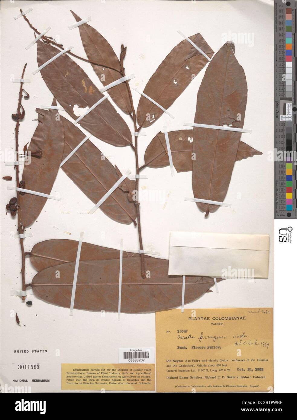 Ouratea hi-res stock photography and images - Alamy