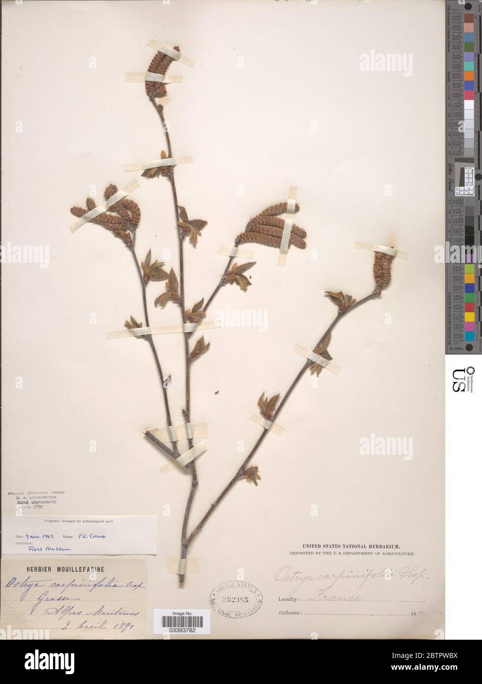 Ostrya tree hi-res stock photography and images - Alamy