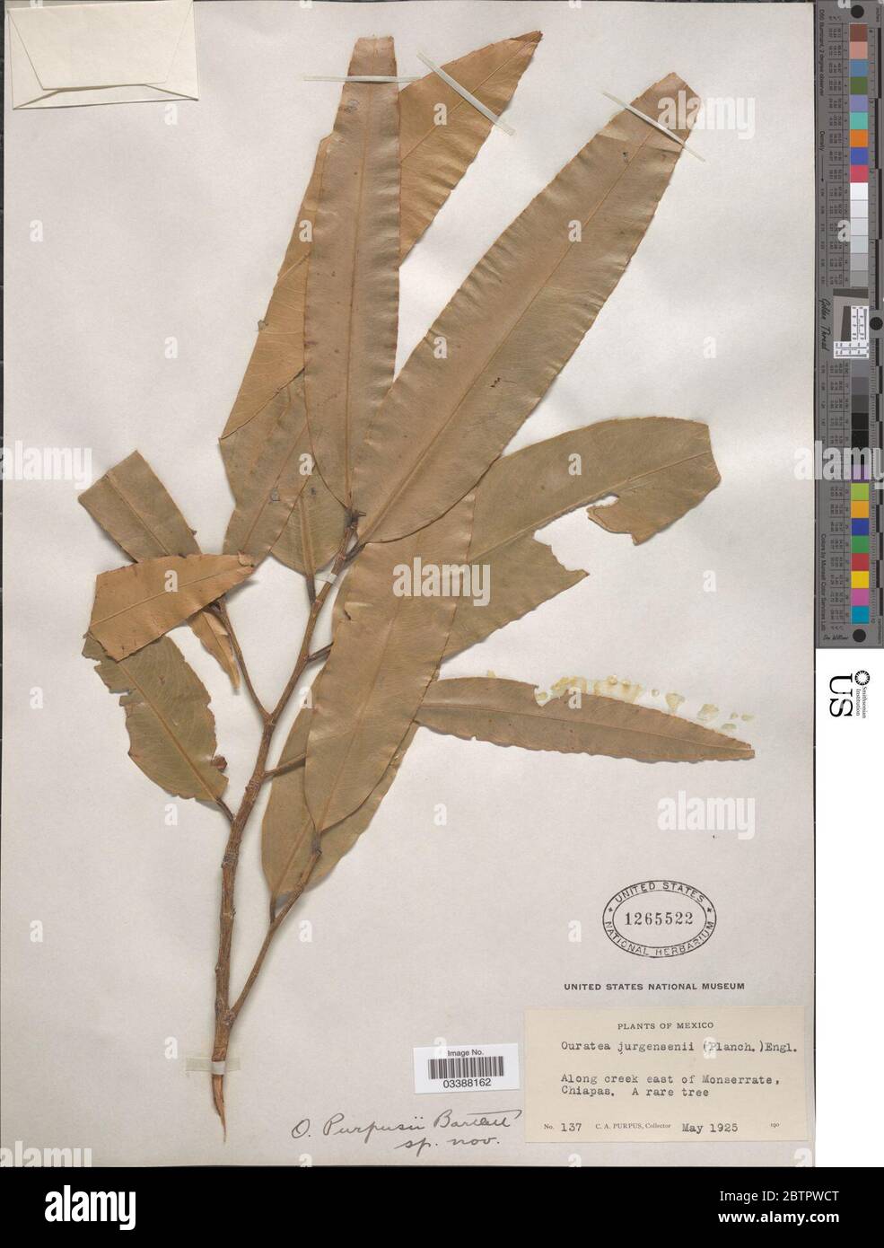 Ouratea hi-res stock photography and images - Alamy