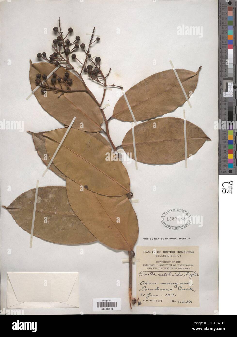 Ouratea hi-res stock photography and images - Alamy