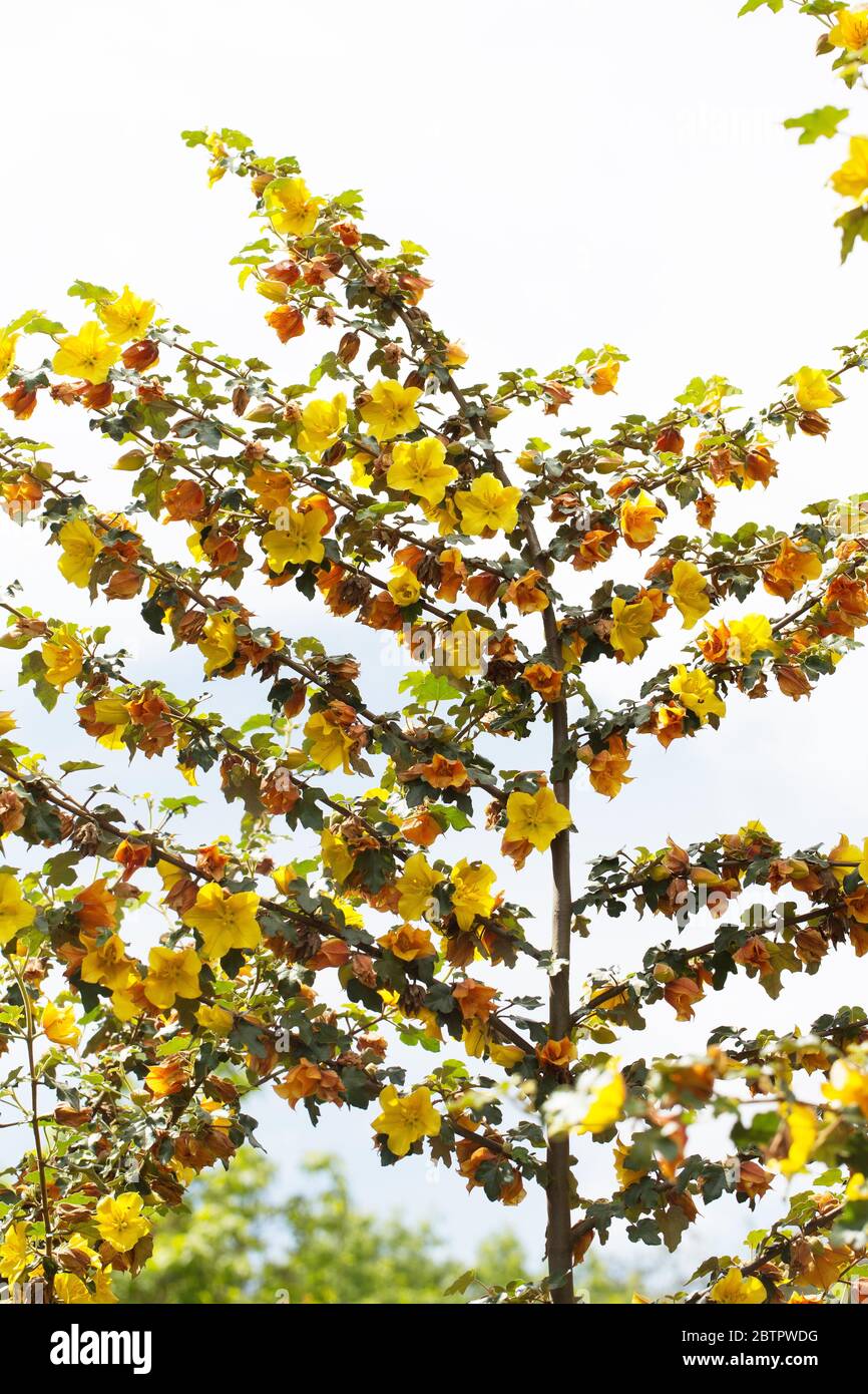 Fremontodendron californicum hi-res stock photography and images - Alamy