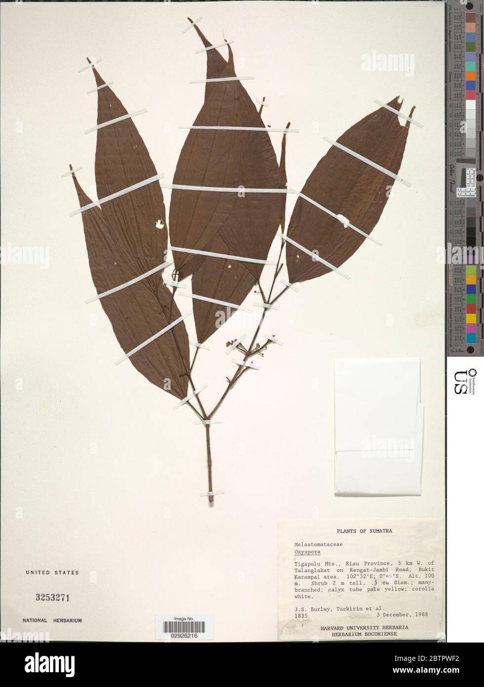 Oxyspora hi-res stock photography and images - Alamy