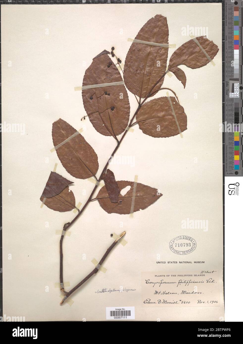 Perrottetia hi-res stock photography and images - Alamy