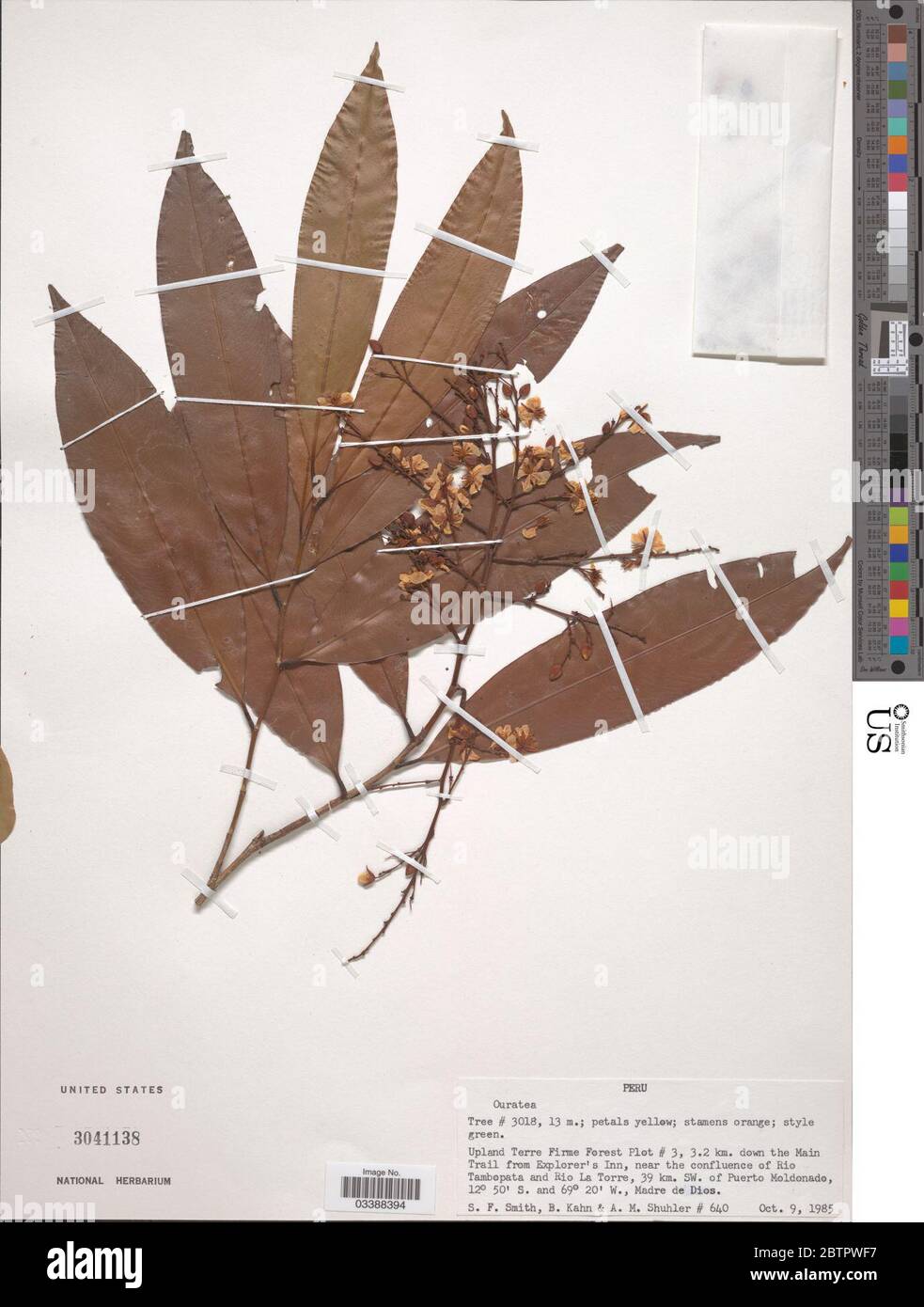 Ouratea hi-res stock photography and images - Alamy