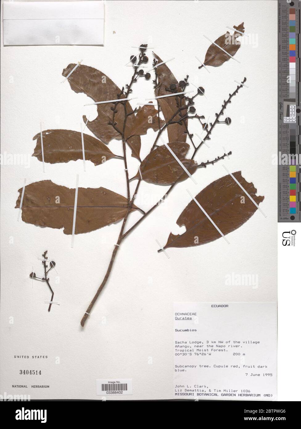 Ouratea hi-res stock photography and images - Alamy