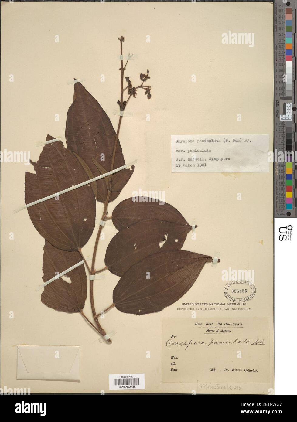 Oxyspora paniculata hi-res stock photography and images - Alamy