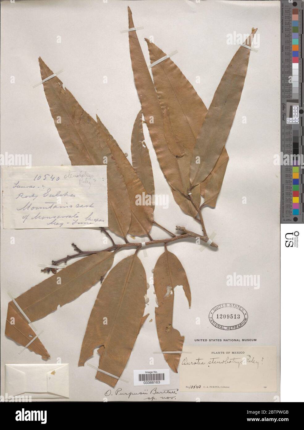 Ouratea hi-res stock photography and images - Alamy