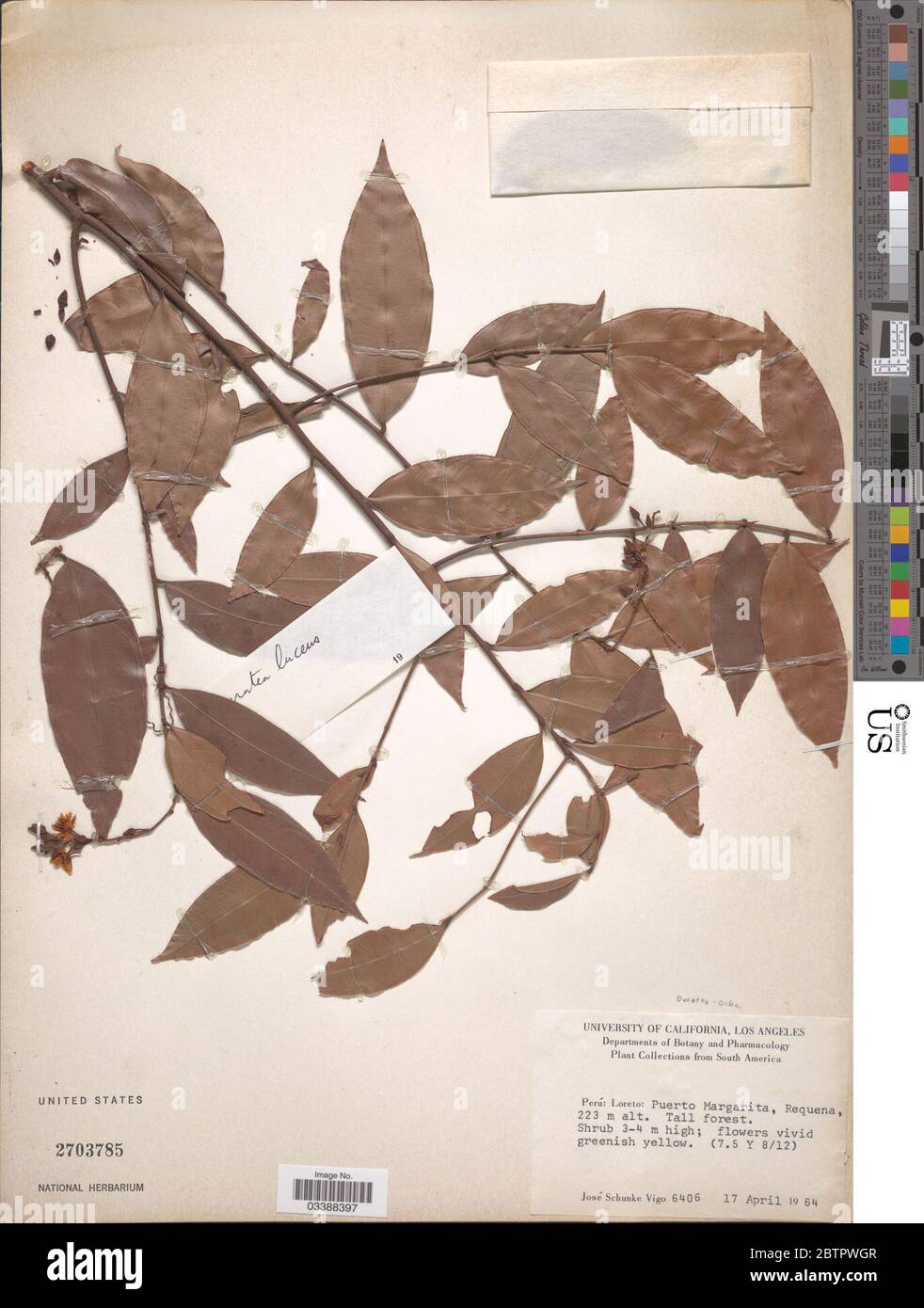 Ouratea hi-res stock photography and images - Alamy