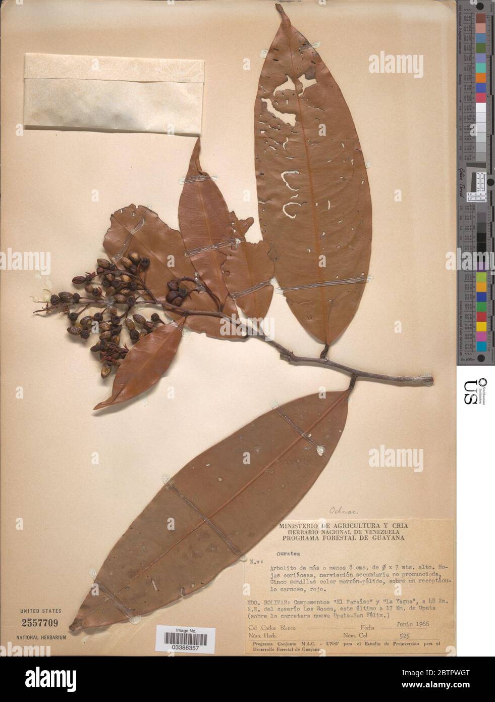 Ouratea hi-res stock photography and images - Alamy