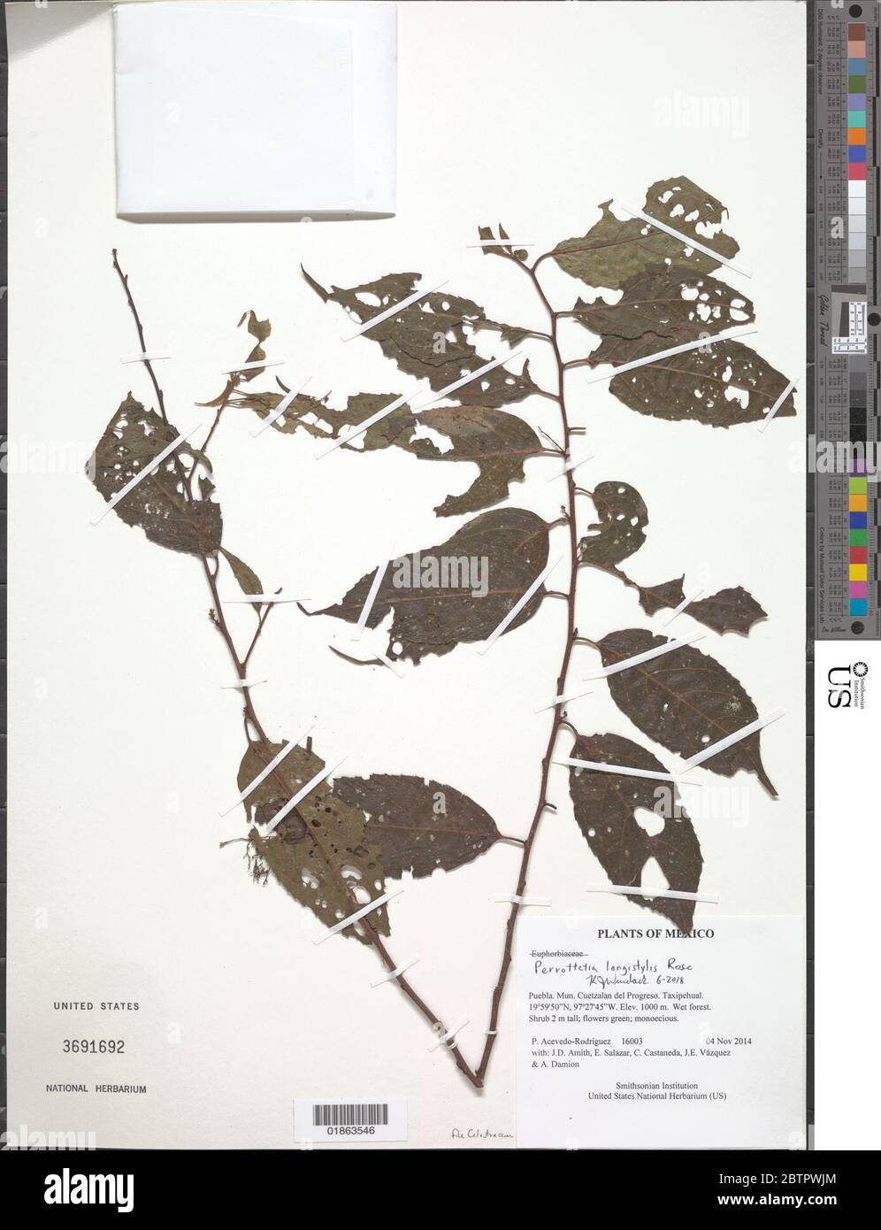 Perrottetia hi-res stock photography and images - Alamy