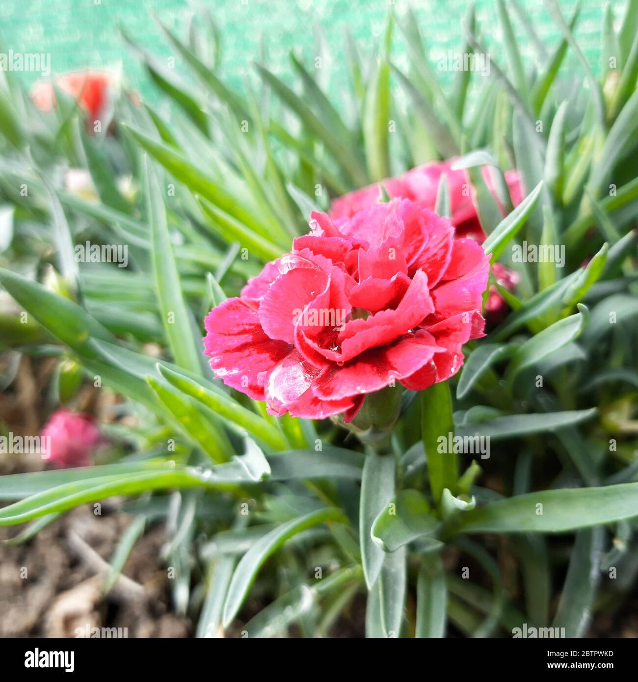 Clove pink hi-res stock photography and images - Alamy