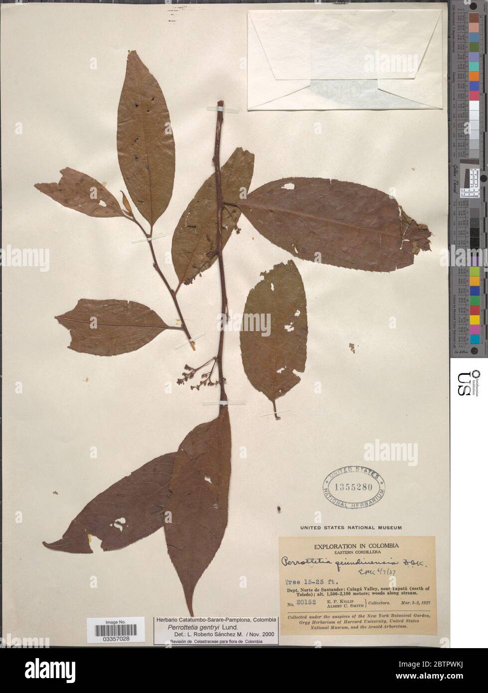 Perrottetia hi-res stock photography and images - Alamy