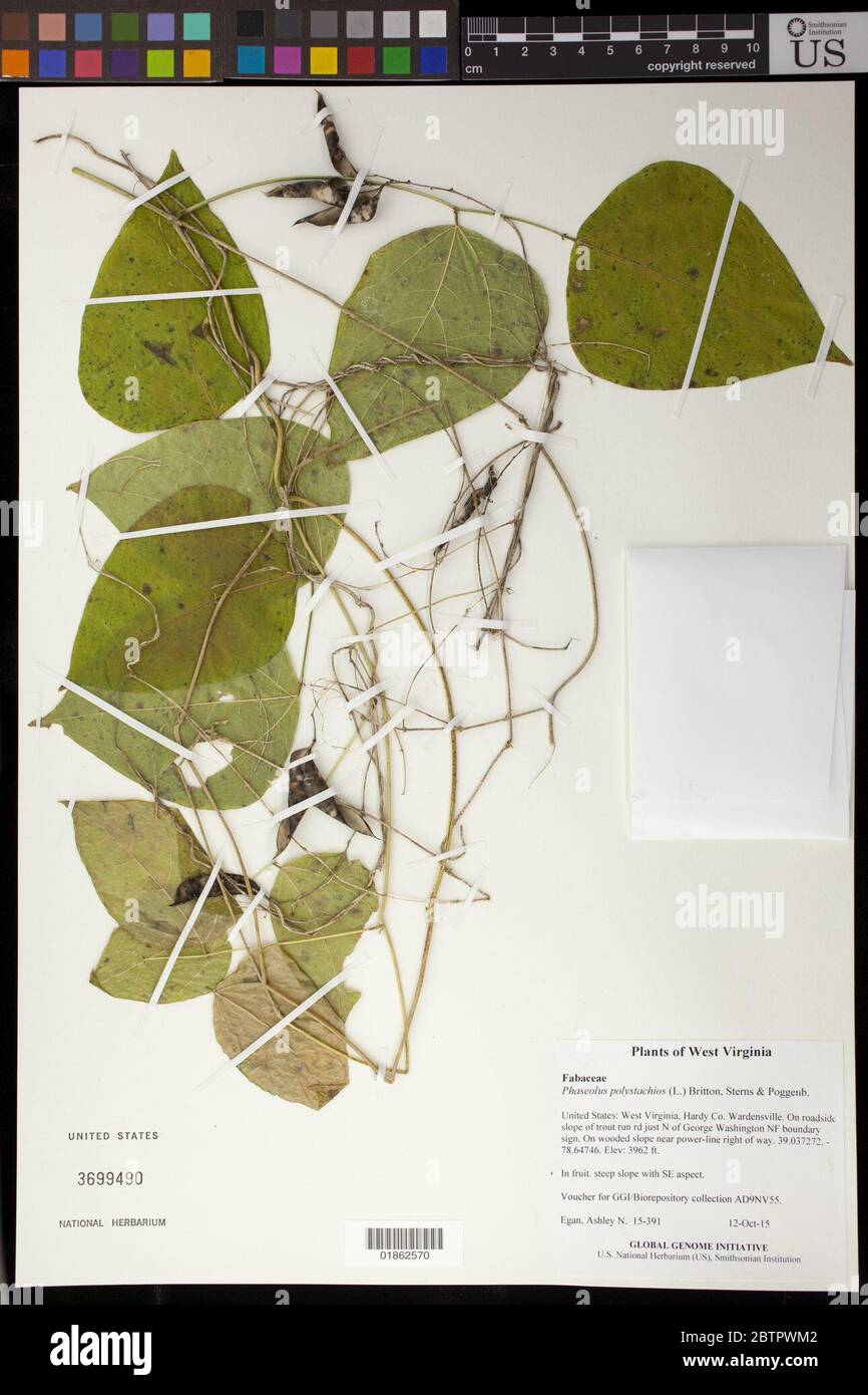 Phaseolus polystachios hi-res stock photography and images - Alamy