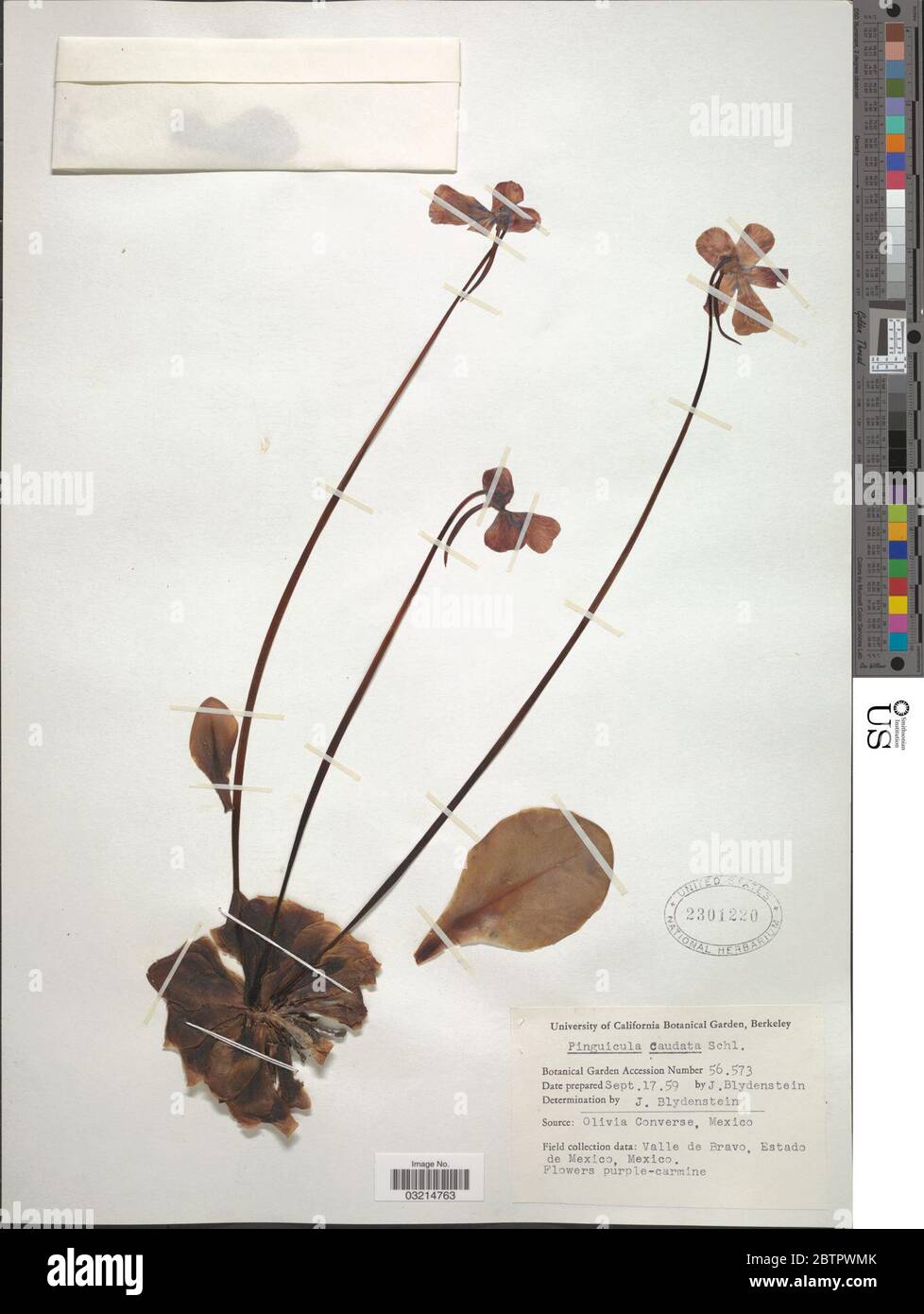 Pinguicula caudata hi-res stock photography and images - Alamy