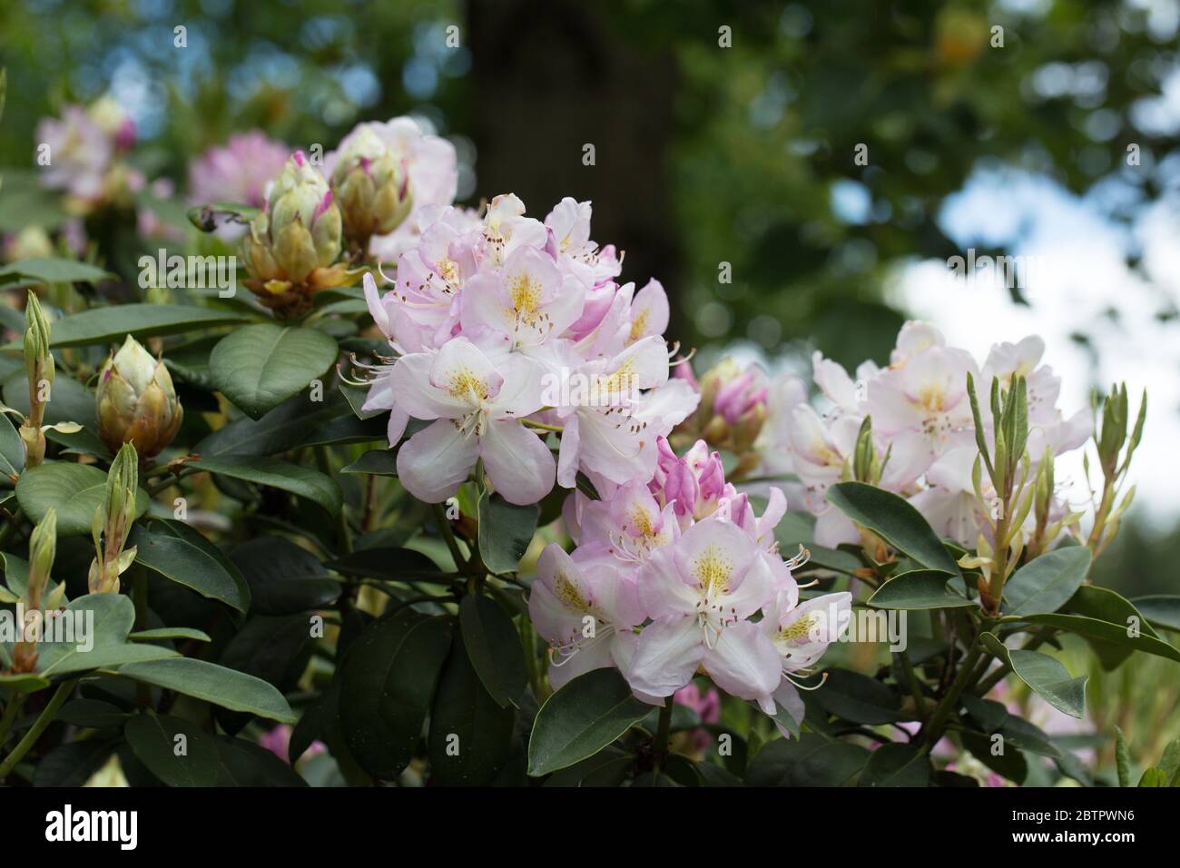 Rhododendron catawbiense 'Album' Stock Photo - Alamy