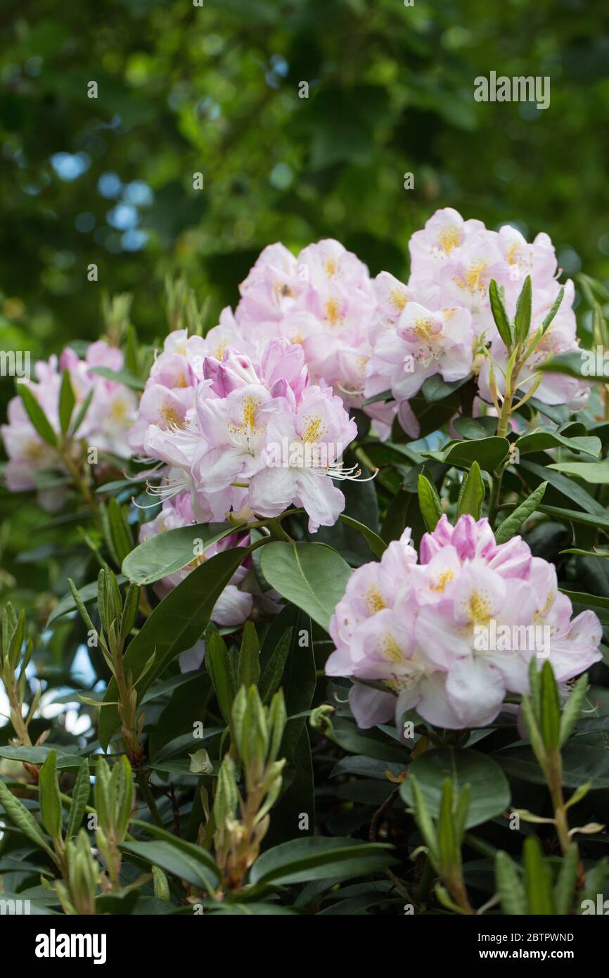 Rhododendron catawbiense 'Album' Stock Photo - Alamy