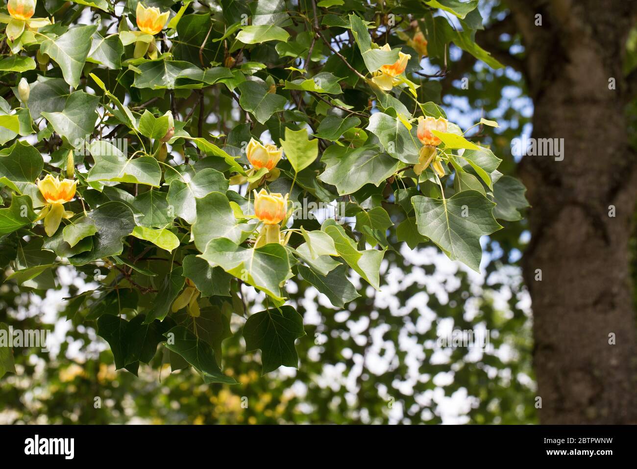 Liriodendron tulipifera hi-res stock photography and images - Alamy