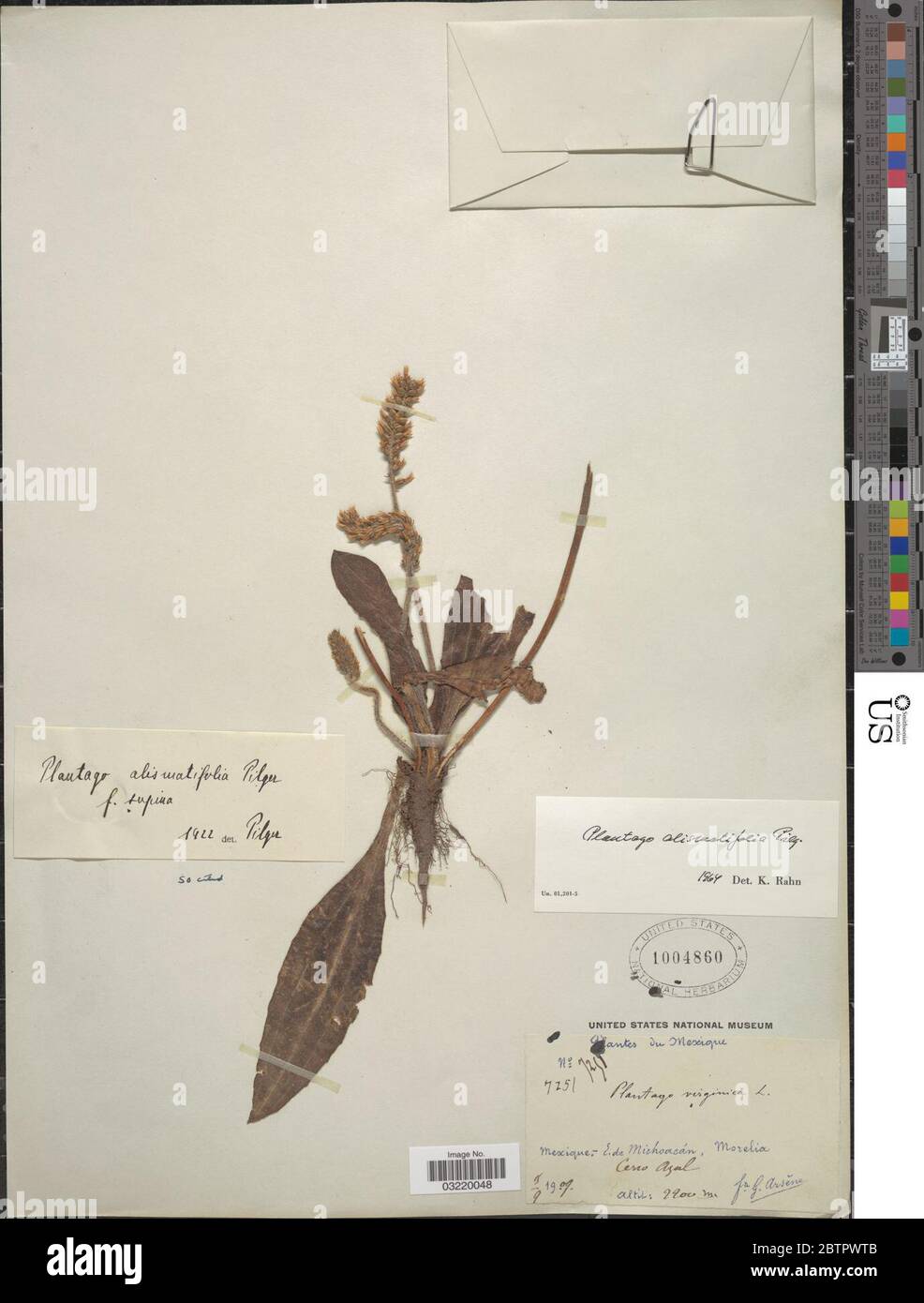 Plantago alismatifolia Pilg Stock Photo - Alamy