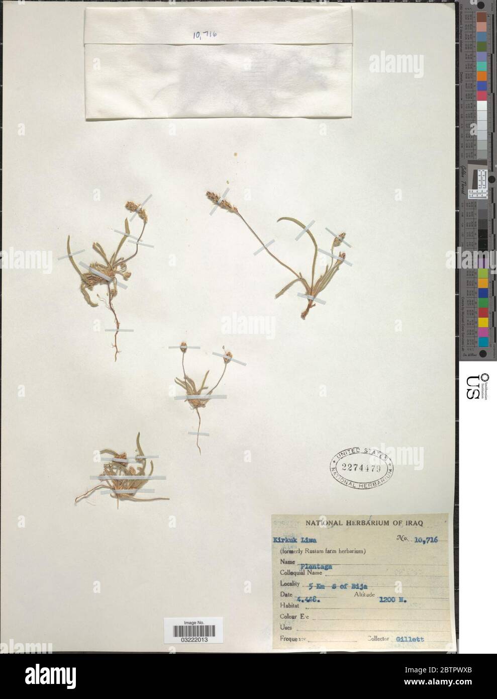 Plantago cylindrica Forssk Stock Photo - Alamy