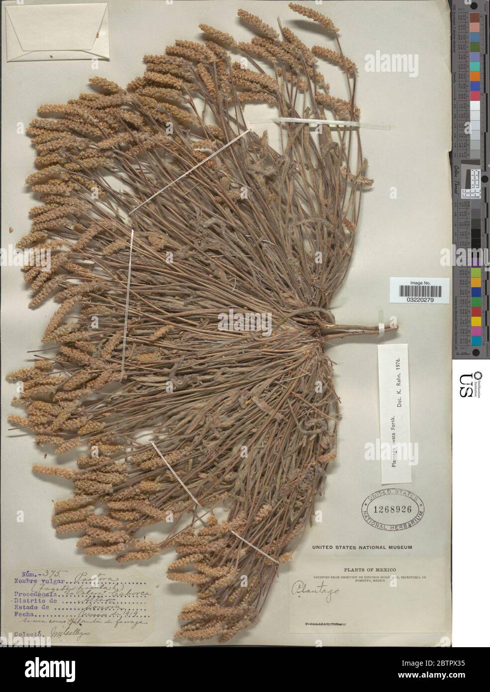 Plantago ovata Forssk Stock Photo - Alamy