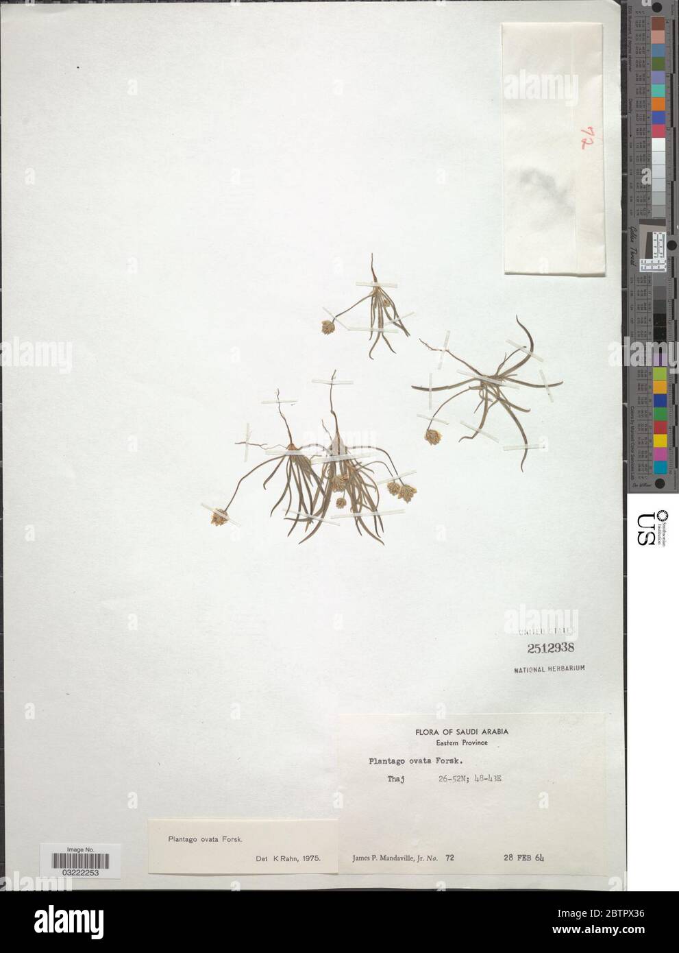 Plantago ovata Forssk Stock Photo - Alamy