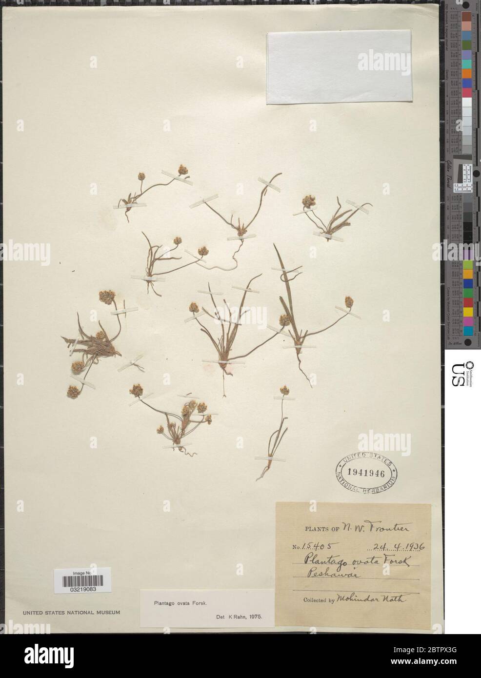 Plantago ovata Forssk Stock Photo - Alamy