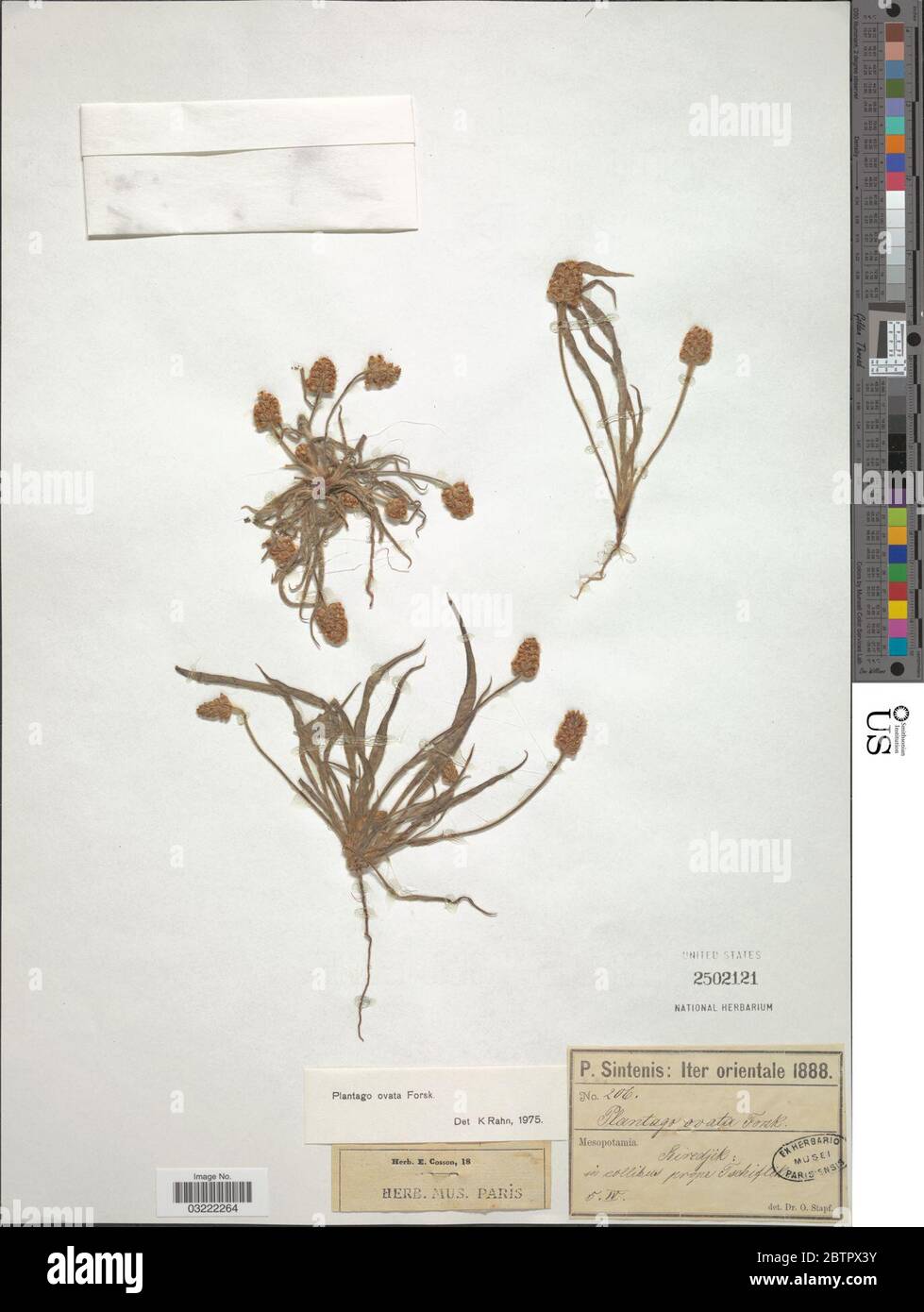 Plantago ovata Forssk Stock Photo - Alamy