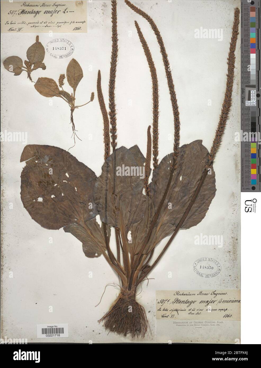 Plantago major L Stock Photo - Alamy
