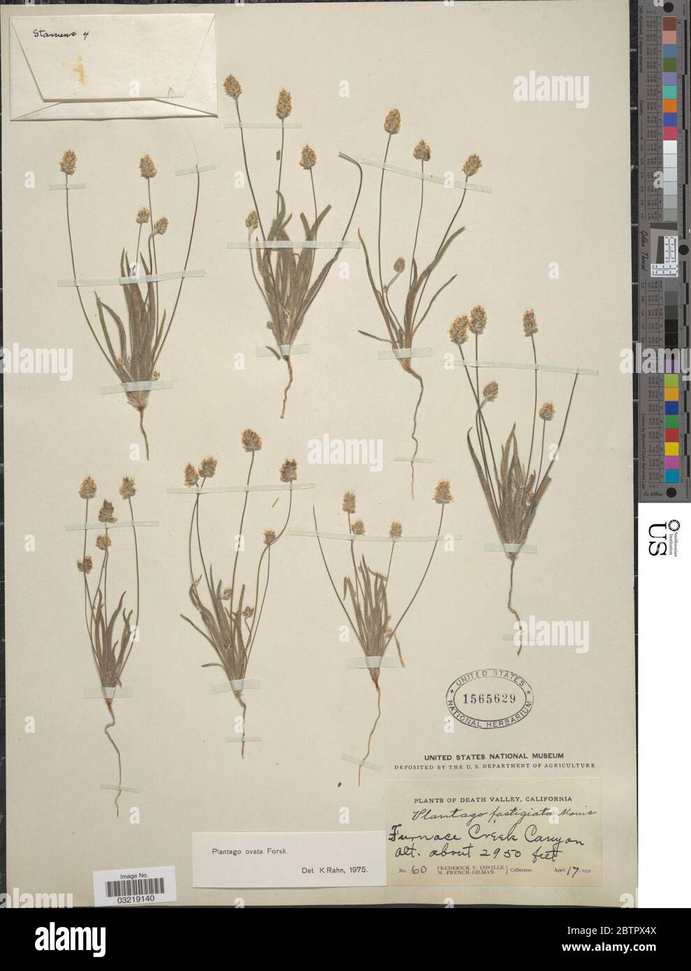 Plantago ovata Forssk Stock Photo - Alamy