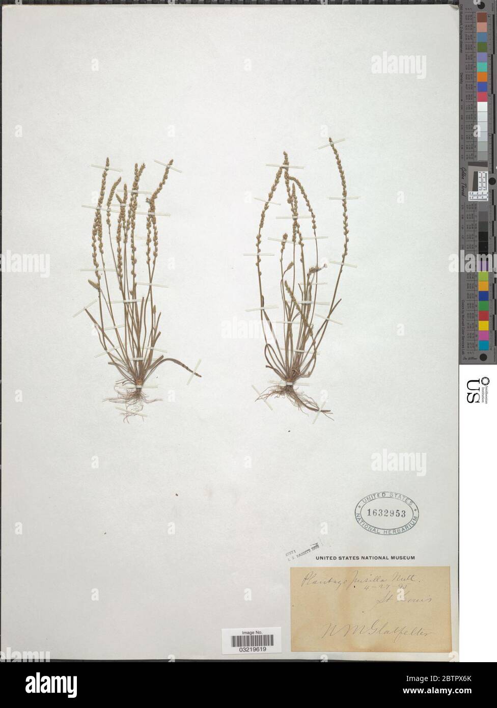 Plantago pusilla Nutt Stock Photo - Alamy