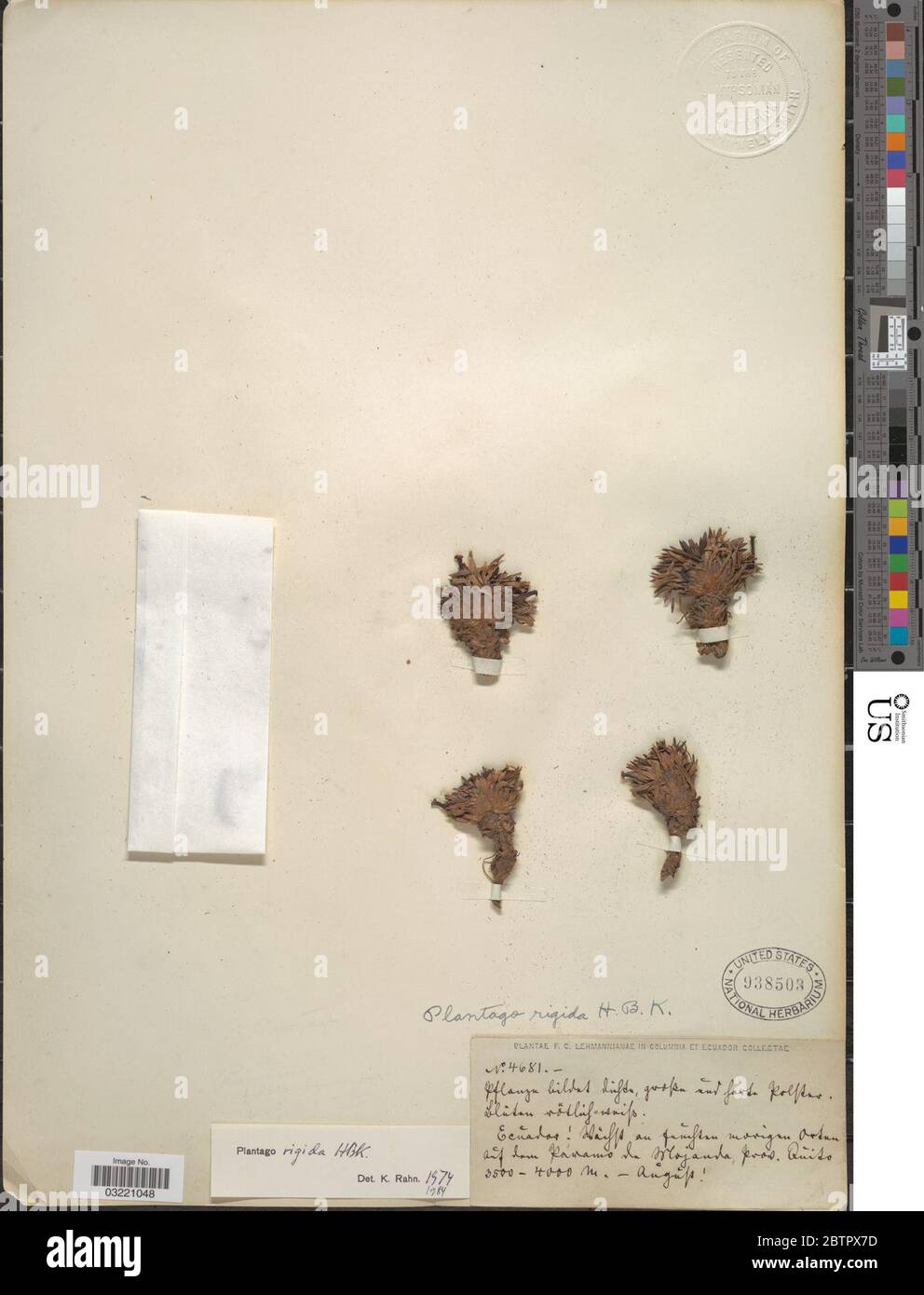 Plantago rigida HBK Stock Photo - Alamy