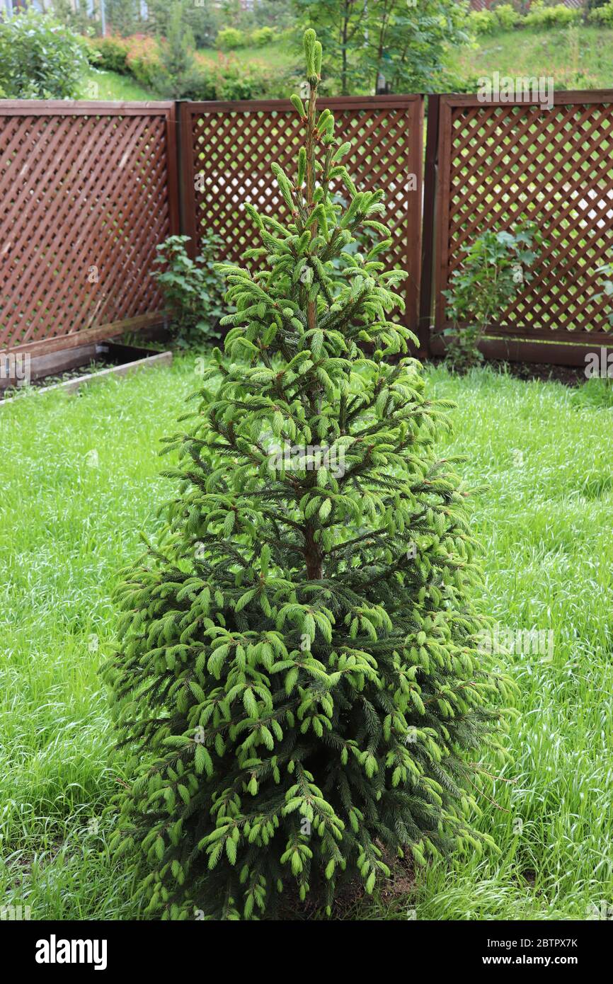 Small green spruce tree hi-res stock photography and images - Alamy