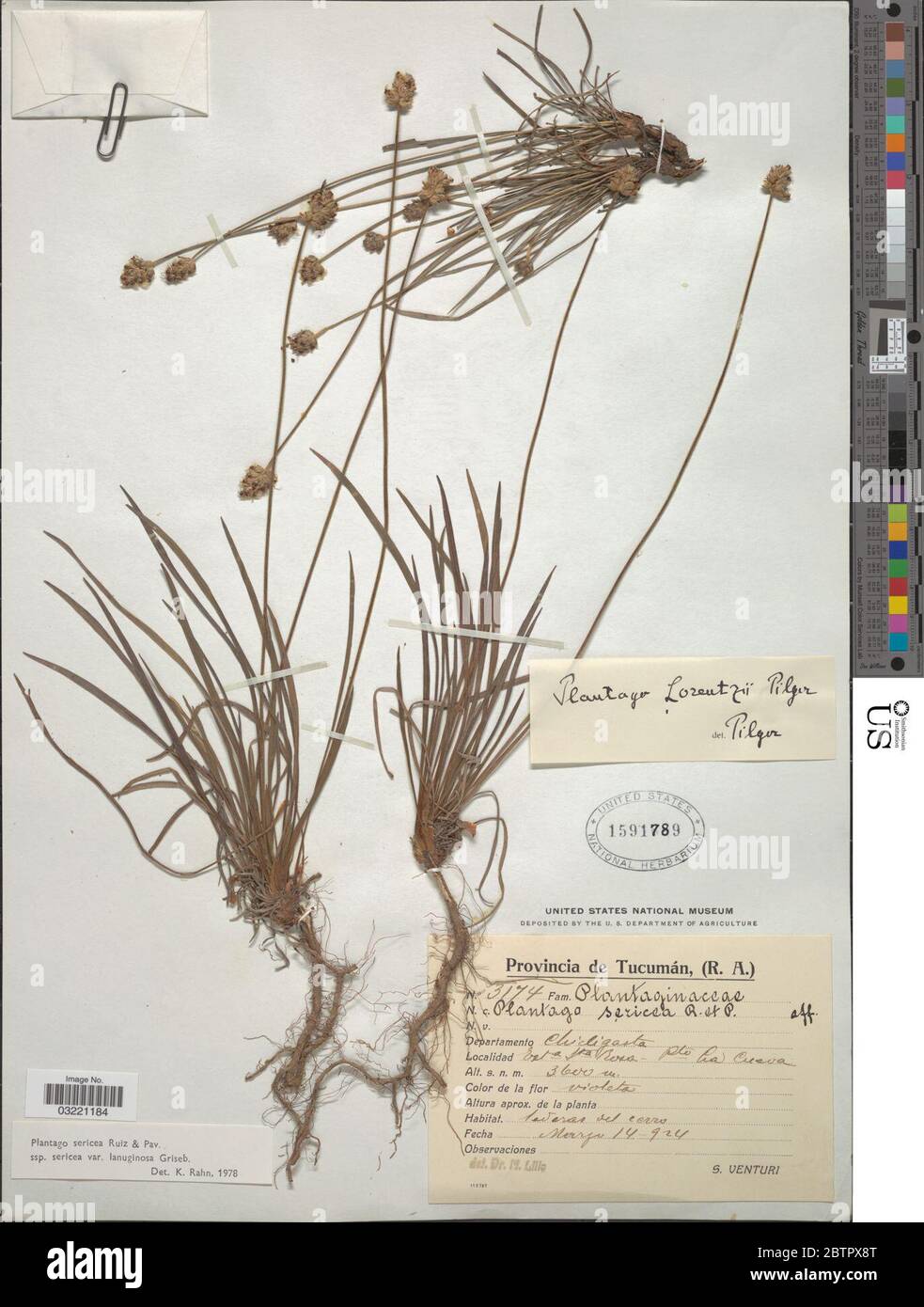 Plantago sericea hi-res stock photography and images - Alamy