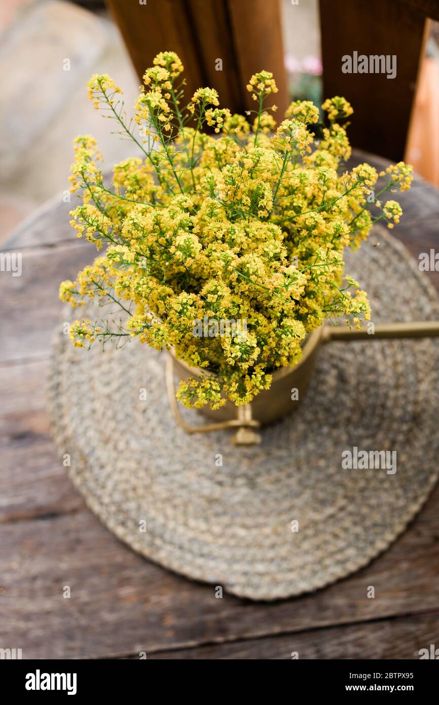 Yellow wild flowers hi-res stock photography and images - Alamy