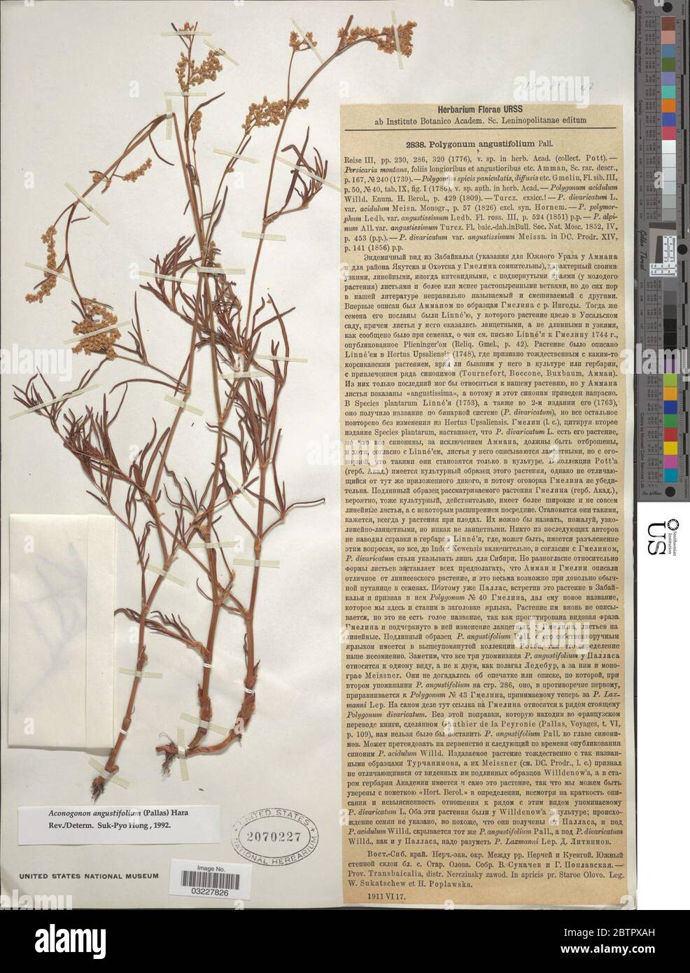 Angustifolium taxonomy hi-res stock photography and images - Alamy