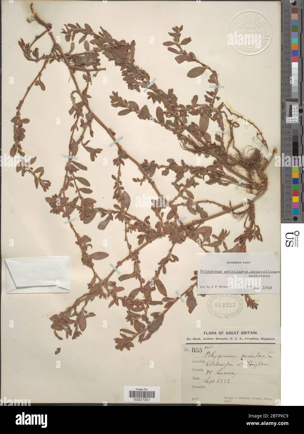 Polygonum aviculare L Stock Photo - Alamy